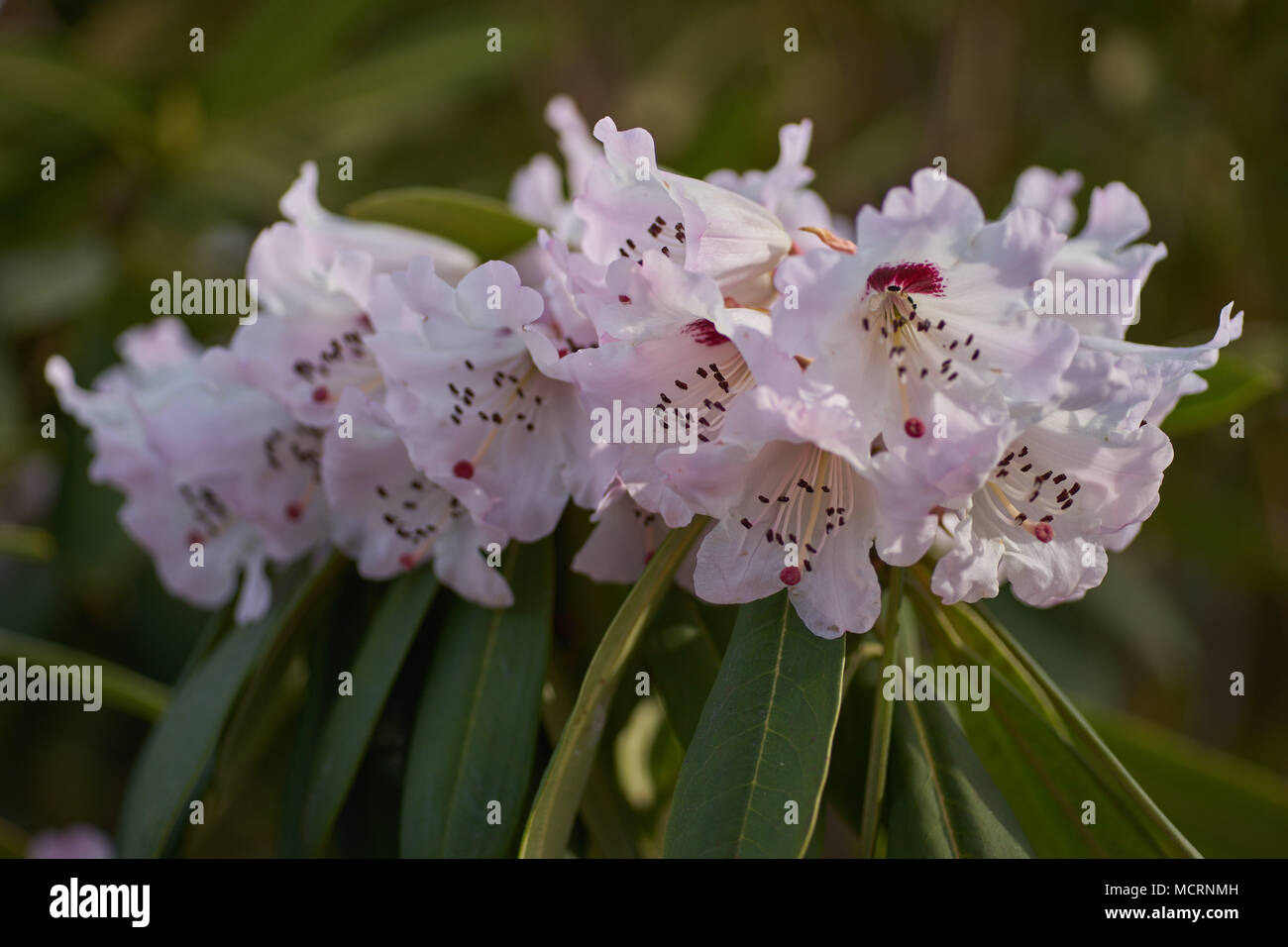 Rhododendron blossom Lush rhododendron flowers close up Rhododendron ...