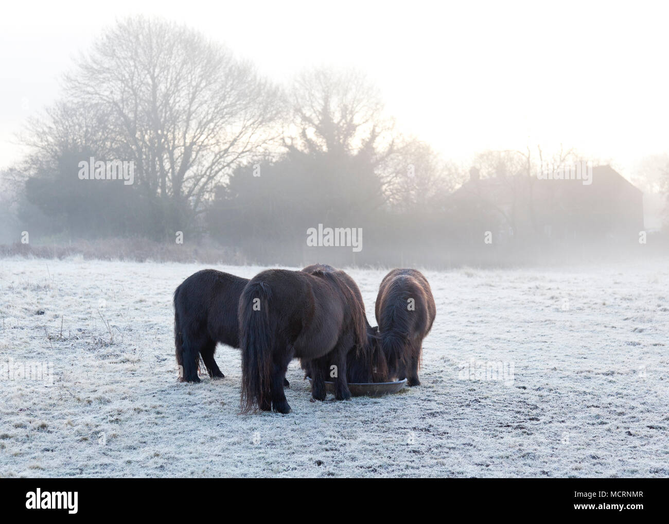 Shetland pony silhouette hi-res stock photography and images - Alamy