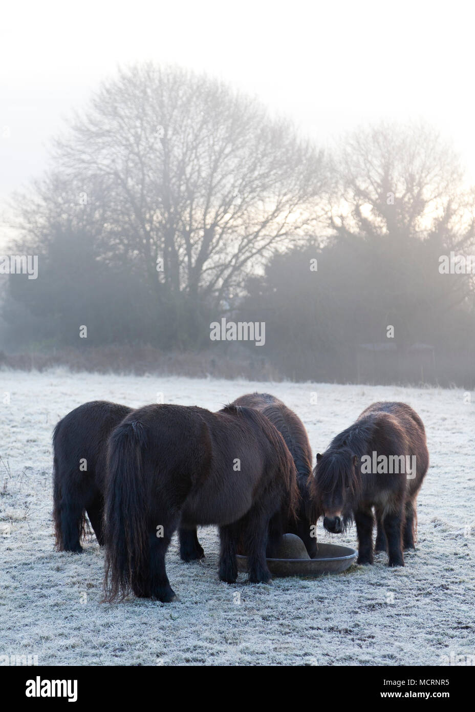 Shetland pony silhouette hi-res stock photography and images - Alamy