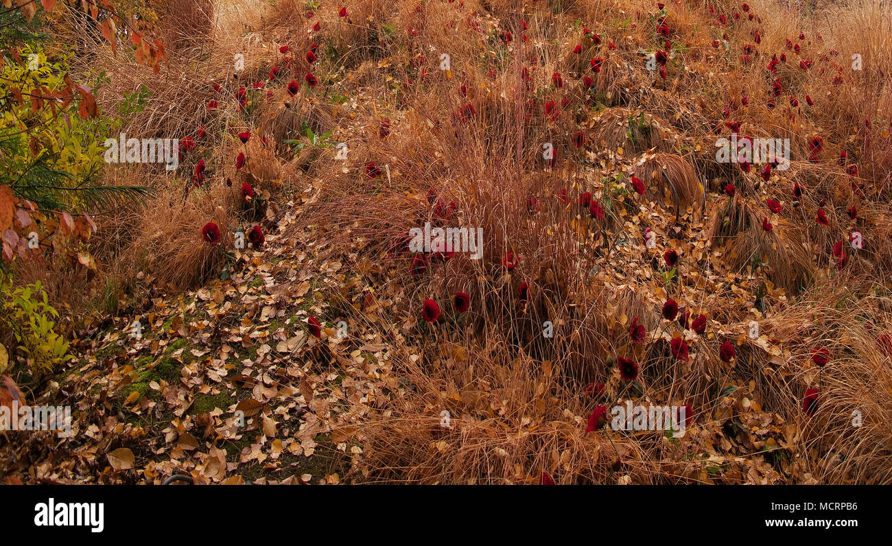 wild flowers on hillside Stock Photo - Alamy