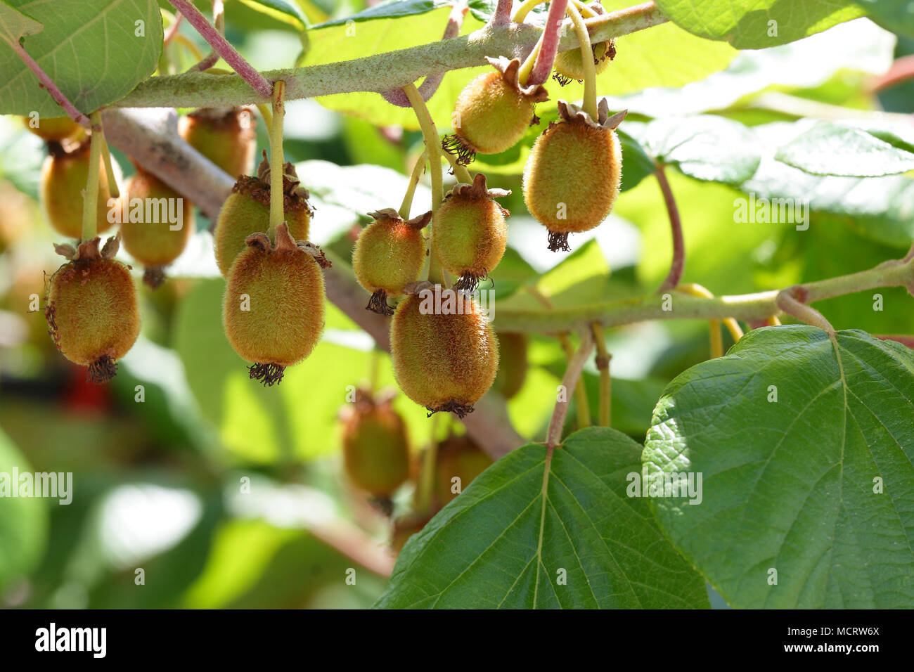 Kiwi fruit in garden, growth Stock Photo - Alamy