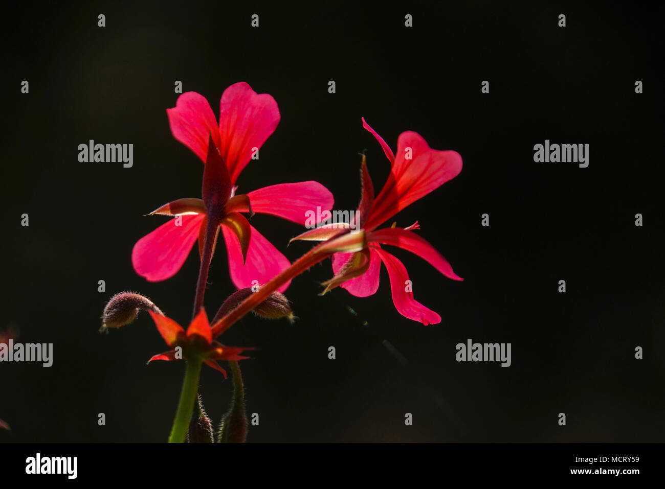 Back lit red flowers on black background Stock Photo - Alamy