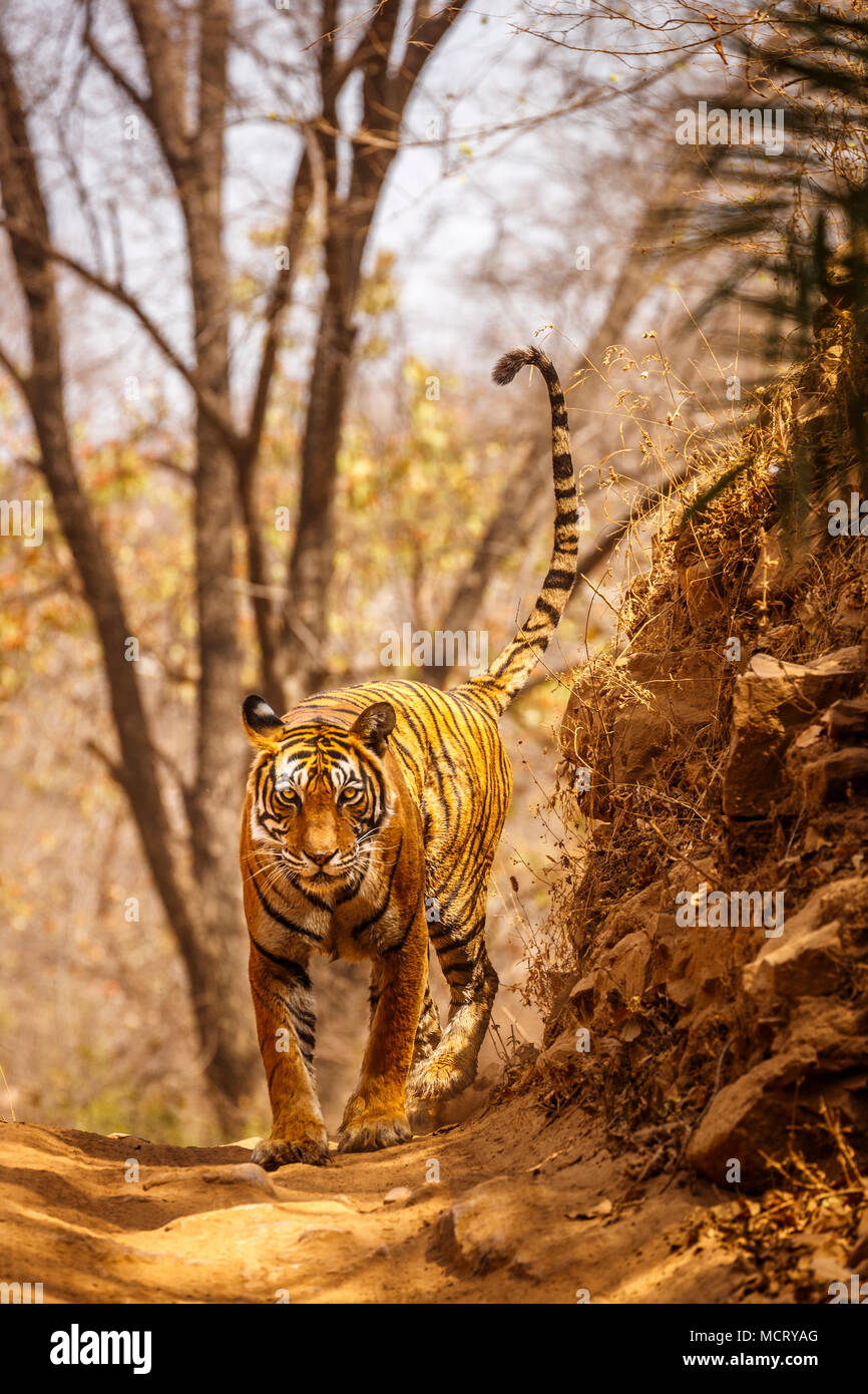 Tiger By The Tail Stock Photos & Tiger By The Tail Stock Images - Alamy