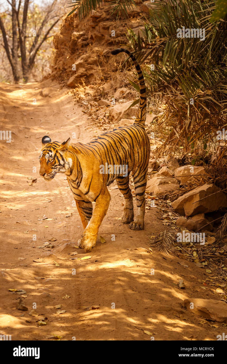 Tiger scent marking hi-res stock photography and images - Alamy