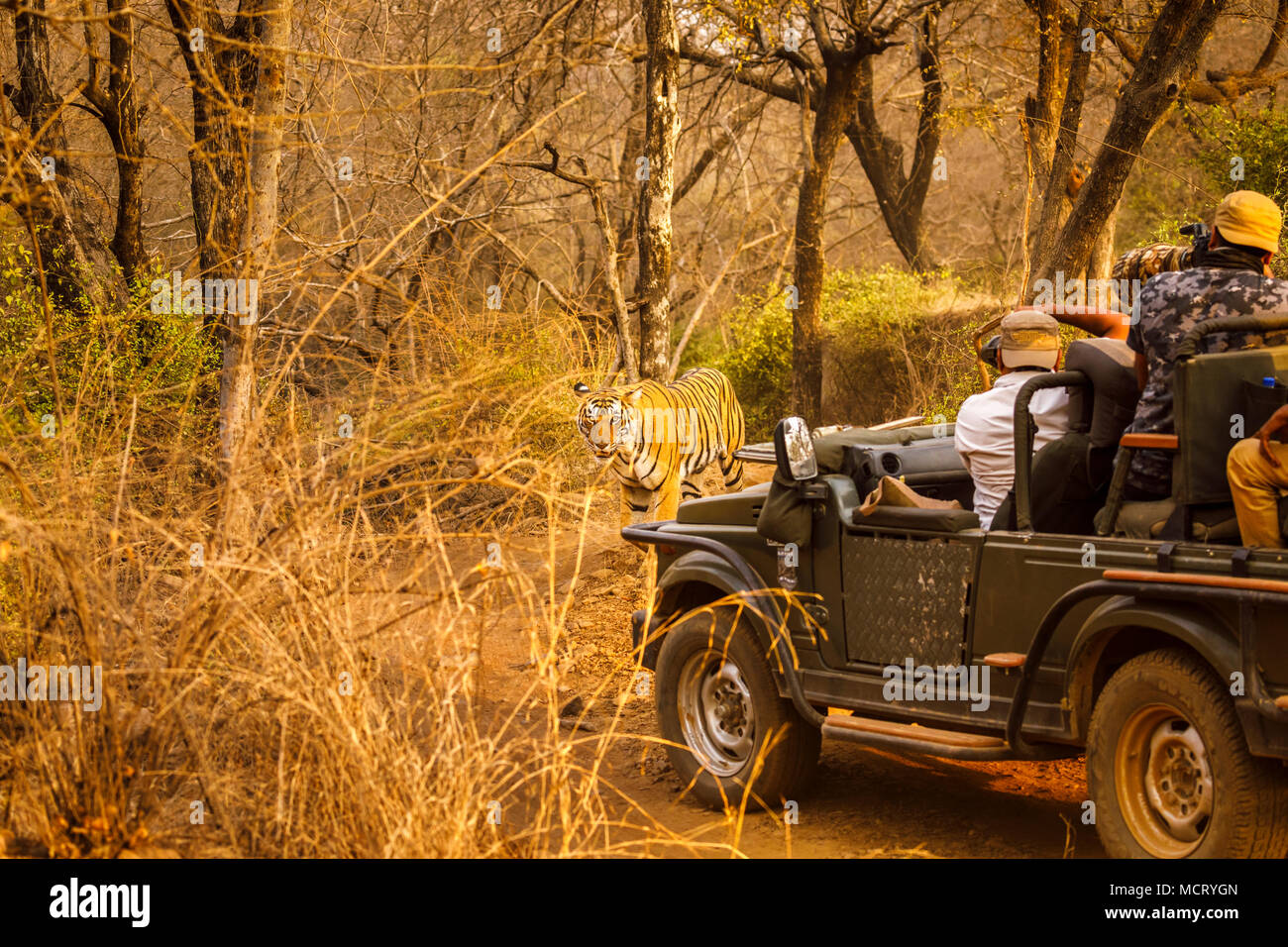 Ranthambohre hi-res stock photography and images - Alamy