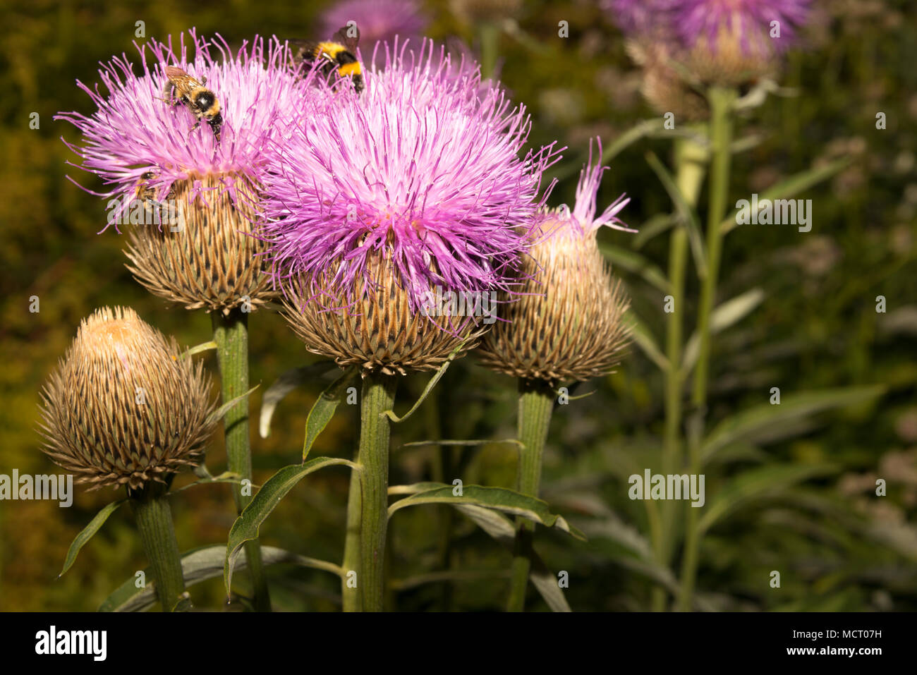 Rhaponticum hi-res stock photography and images - Alamy