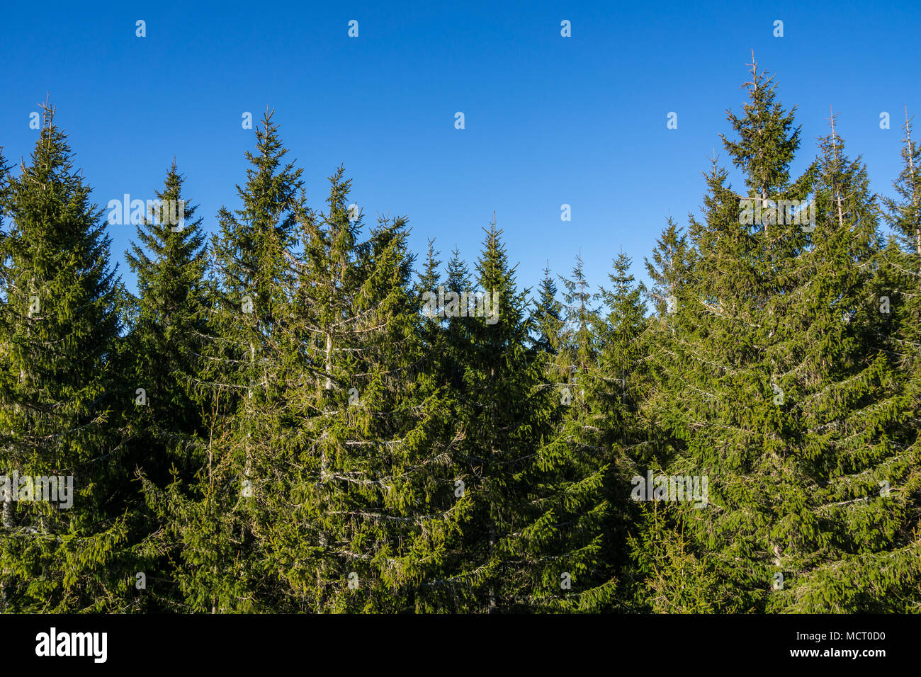 Germany, Tree top from brend tower in the middle of the black forest ...