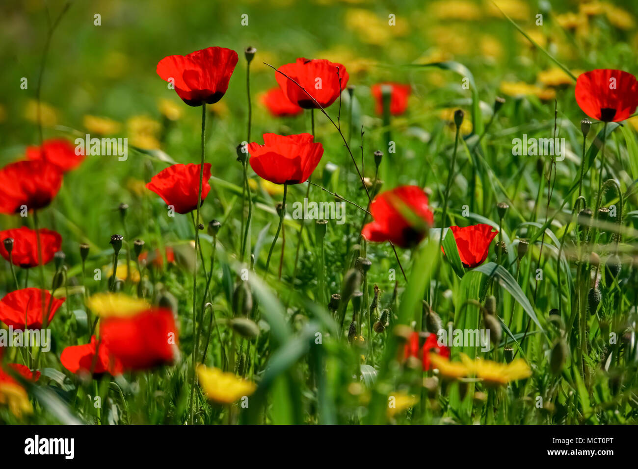 closeup of flowering red poppies. Photographed in Israel, In March ...