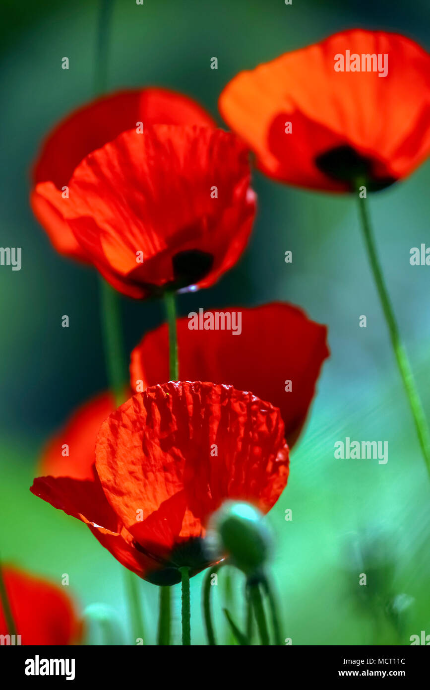 closeup of flowering red poppies. Photographed in Israel, In March ...