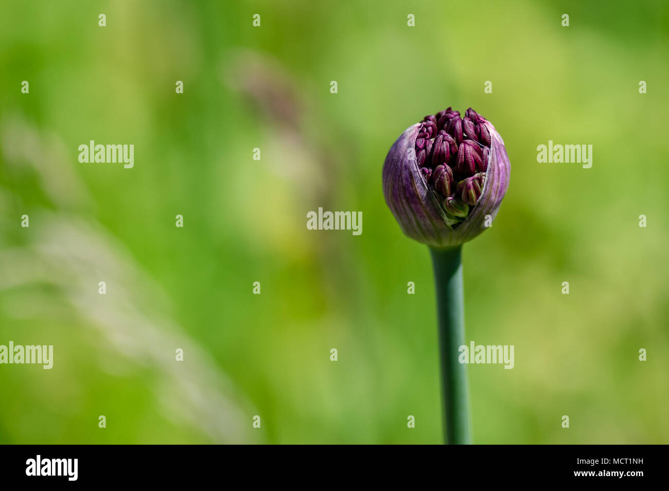 Single rising bloom of wild Allium, blurred background Stock Photo - Alamy