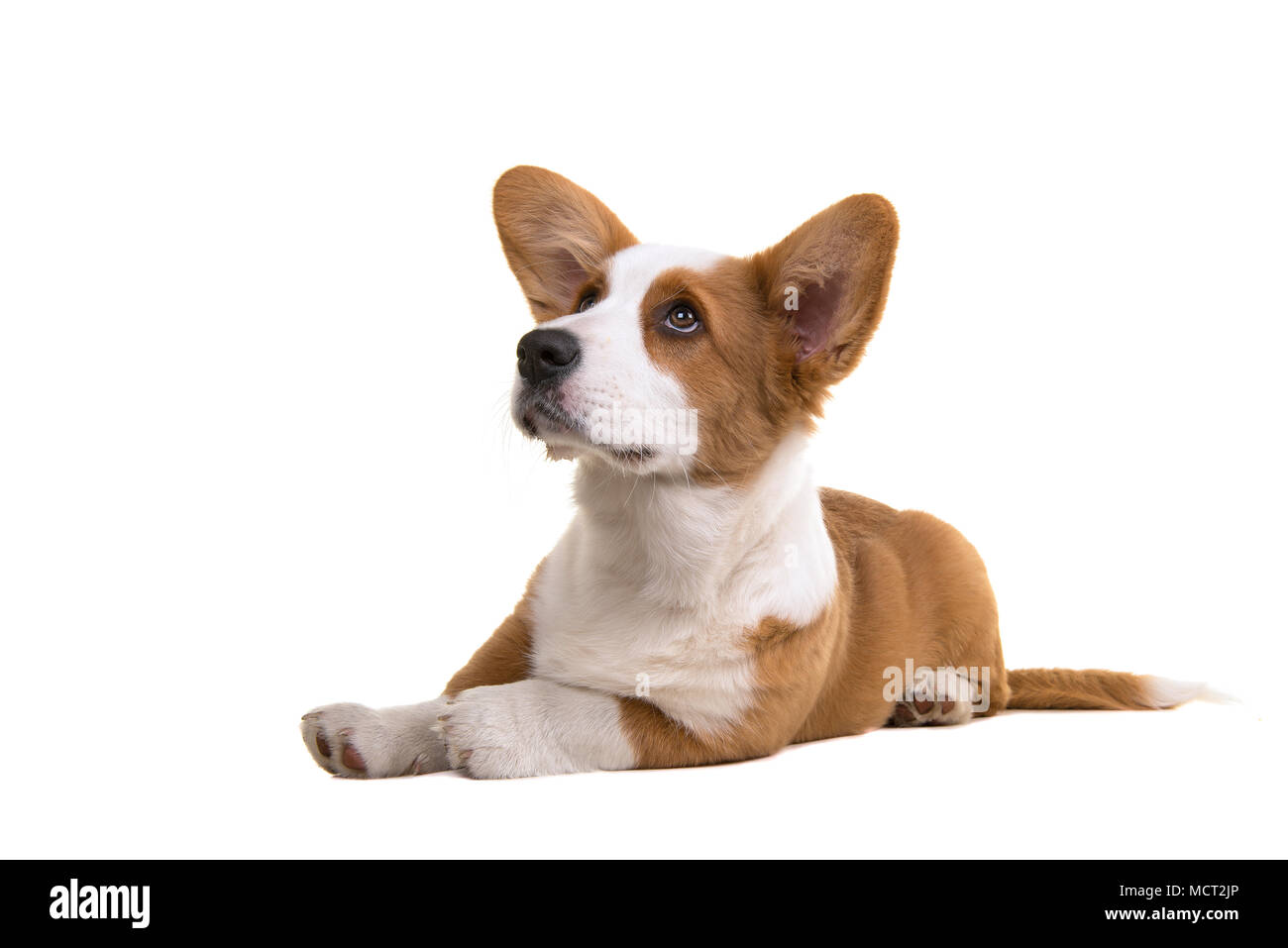 Pembroke welsh corgi lying down hi-res stock photography and images - Alamy
