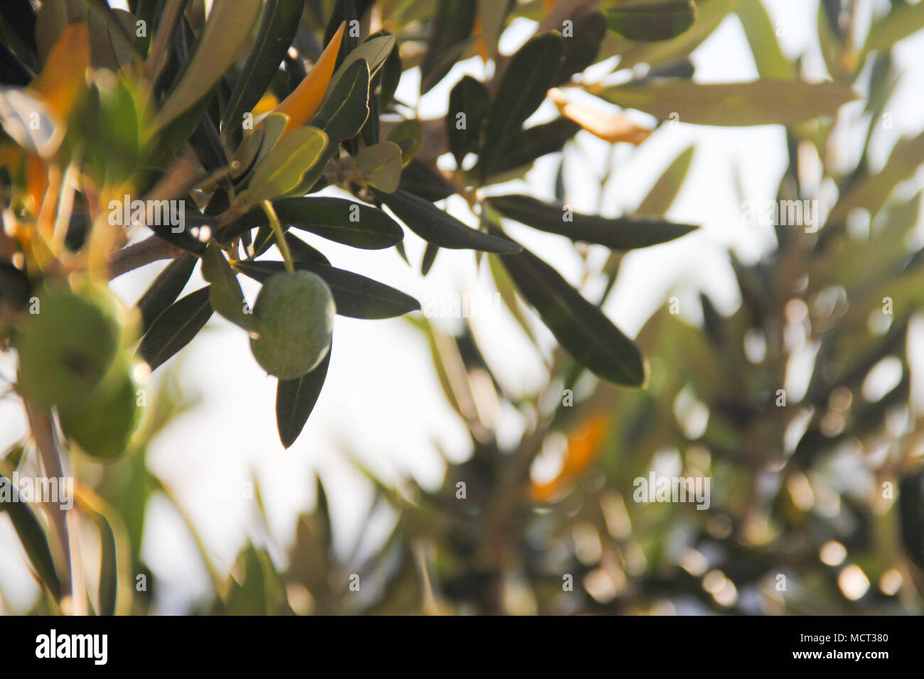 Close up shot of an olive tree with fresh olives and leaves Stock Photo ...