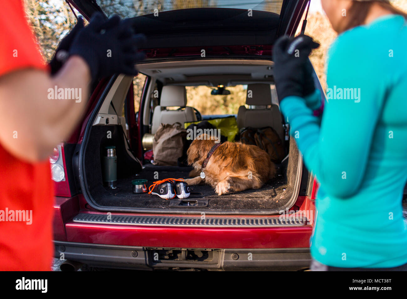 Dog trunk hi-res stock photography and images - Alamy