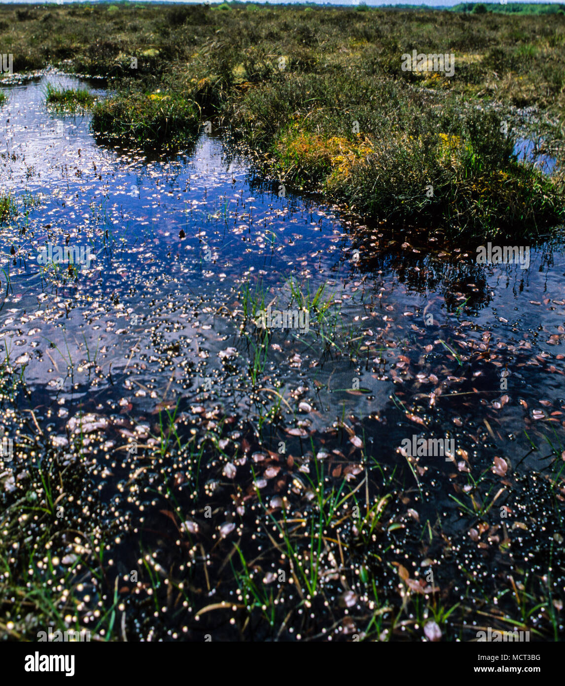 Clara Bog, Irelands most important Raised Bog, County Offaly, Ireland ...