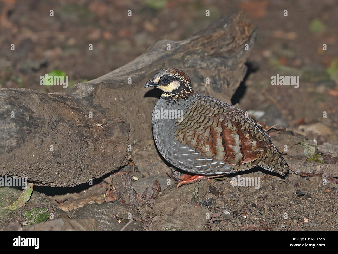 Taiwan Partridge (Arborophila crudigularis) adult standing on forest ...