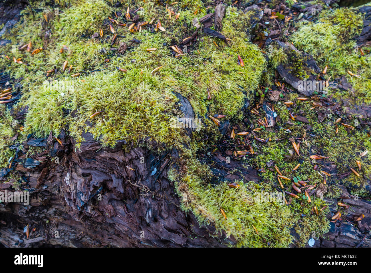 A closeup shot of Moss on a tree in the Pacific Northwest Stock Photo ...