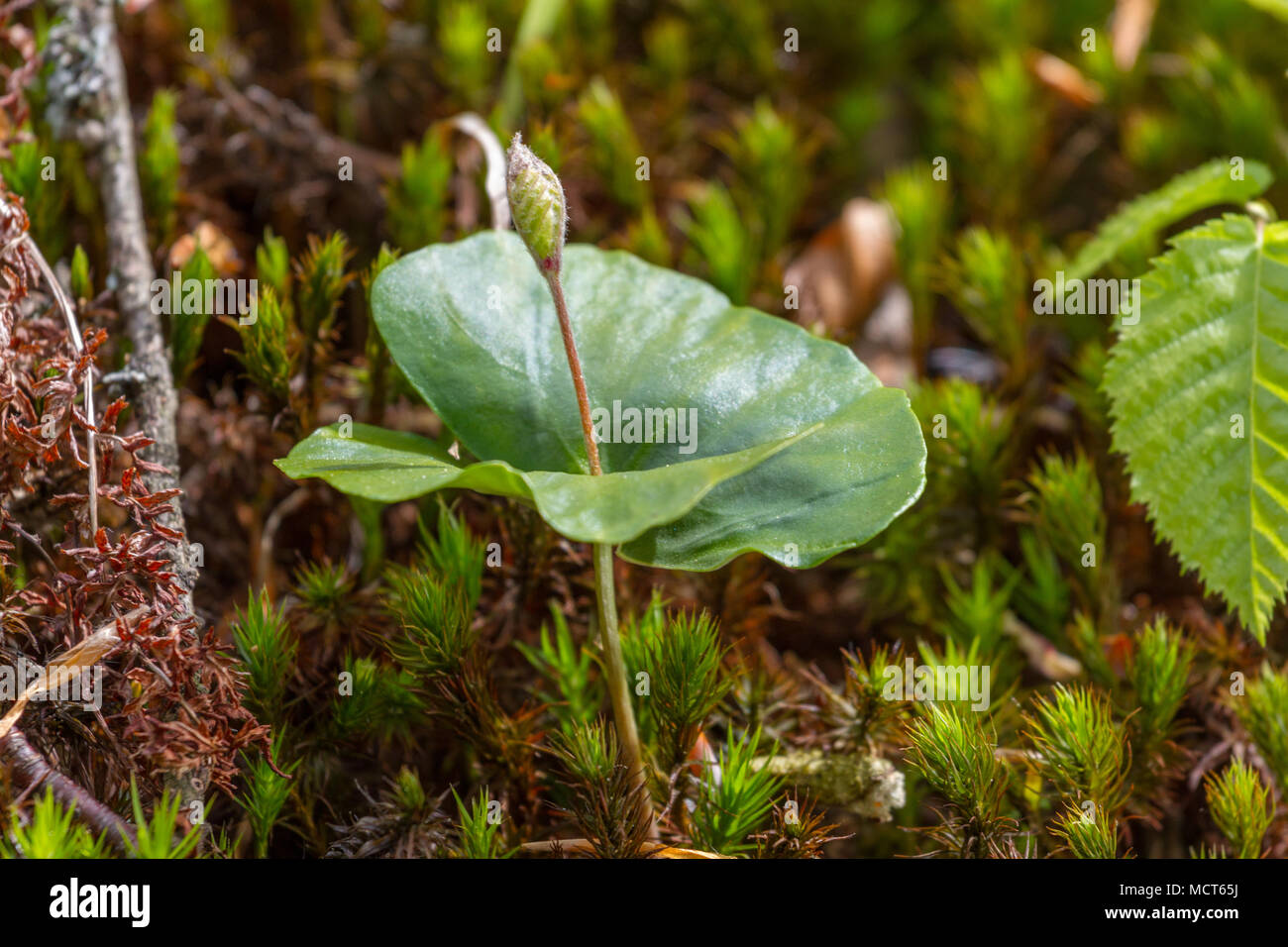 Beech tree seedling fagus sylvatica hi-res stock photography and images ...