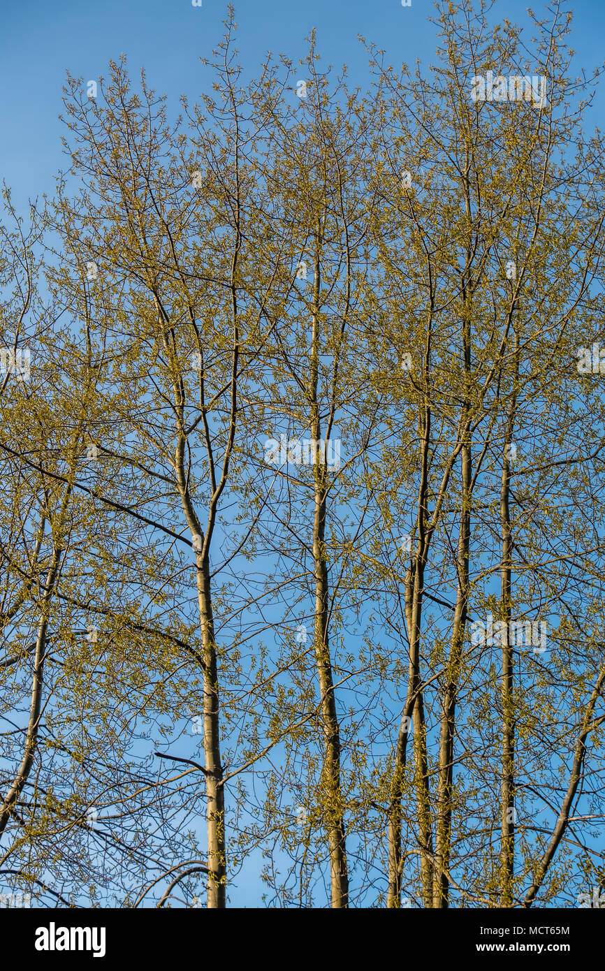 Strating hi-res stock photography and images - Alamy