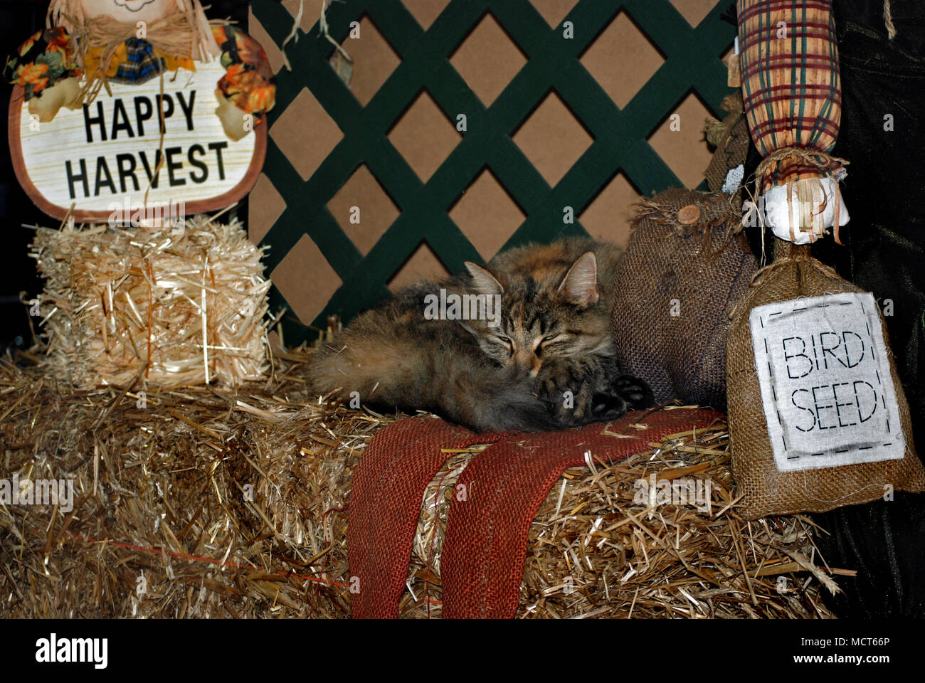 barn cat sleeping on hay bale with autumn signs Stock Photo - Alamy