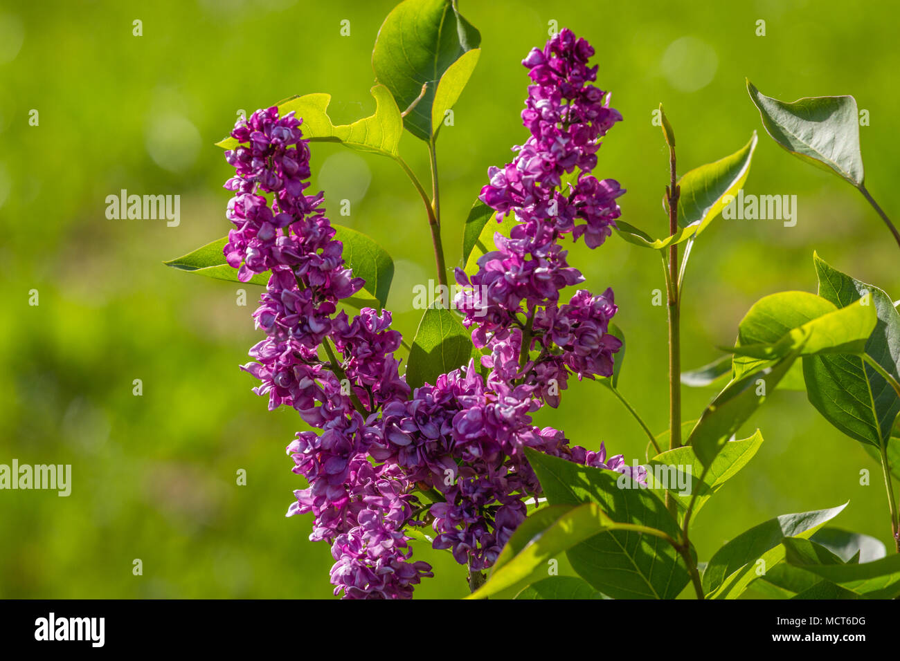 Spring branch of blossoming lilac Stock Photo - Alamy