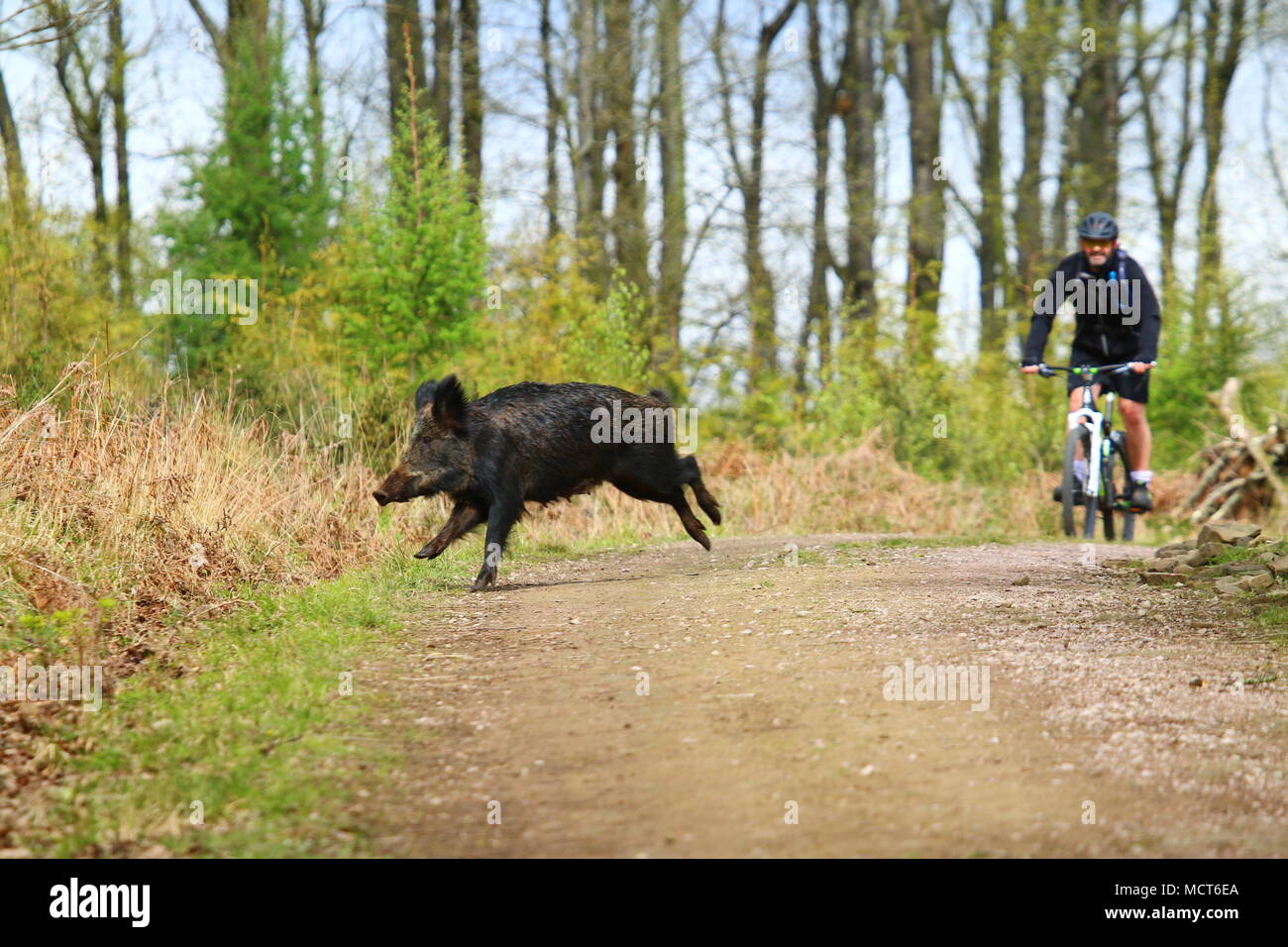 Running Wild Boar Stock Photos & Running Wild Boar Stock Images - Alamy