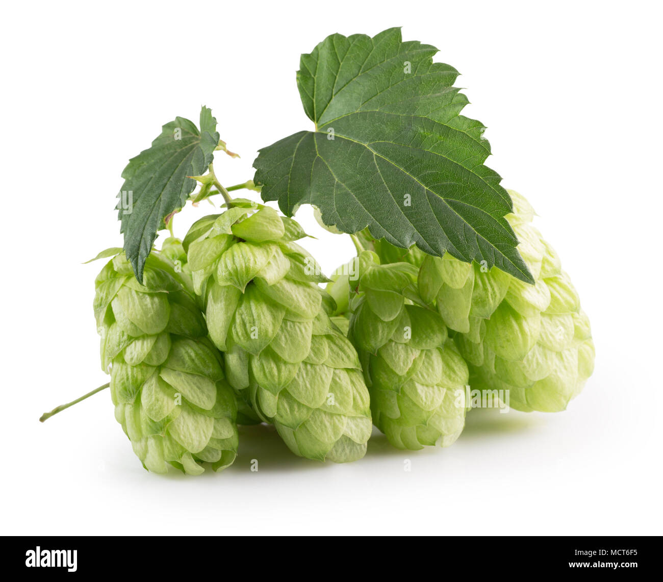 green hops isolated on a white background Stock Photo - Alamy