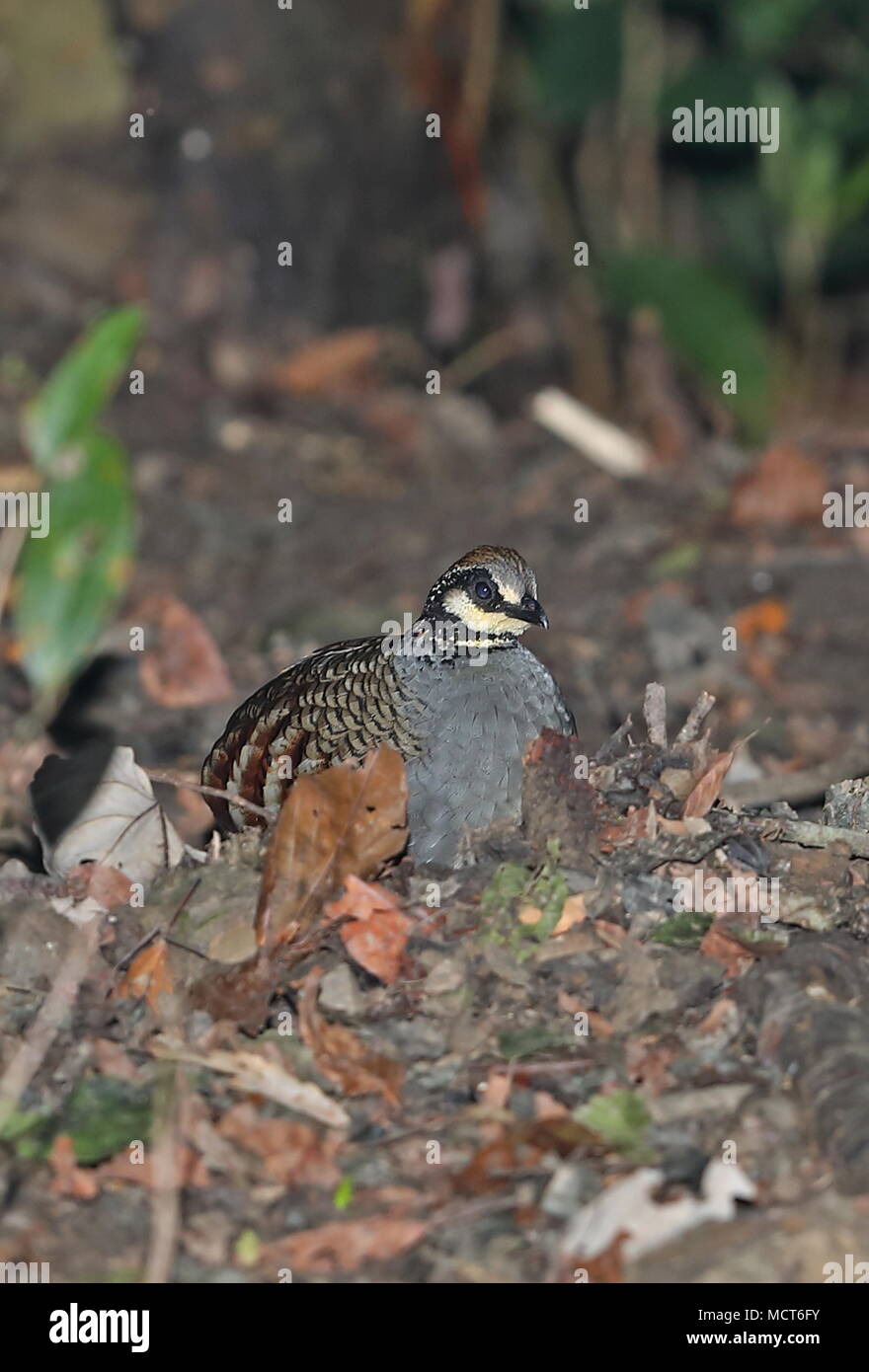 Taiwan Partridge (Arborophila crudigularis) adult standing on forest ...