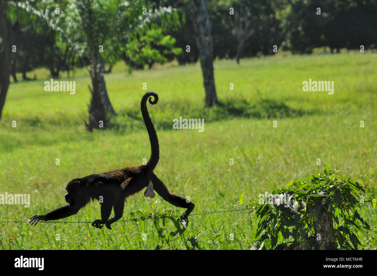 Howler Monkey walking on a barbed wire fence in Costa Rica with its ...