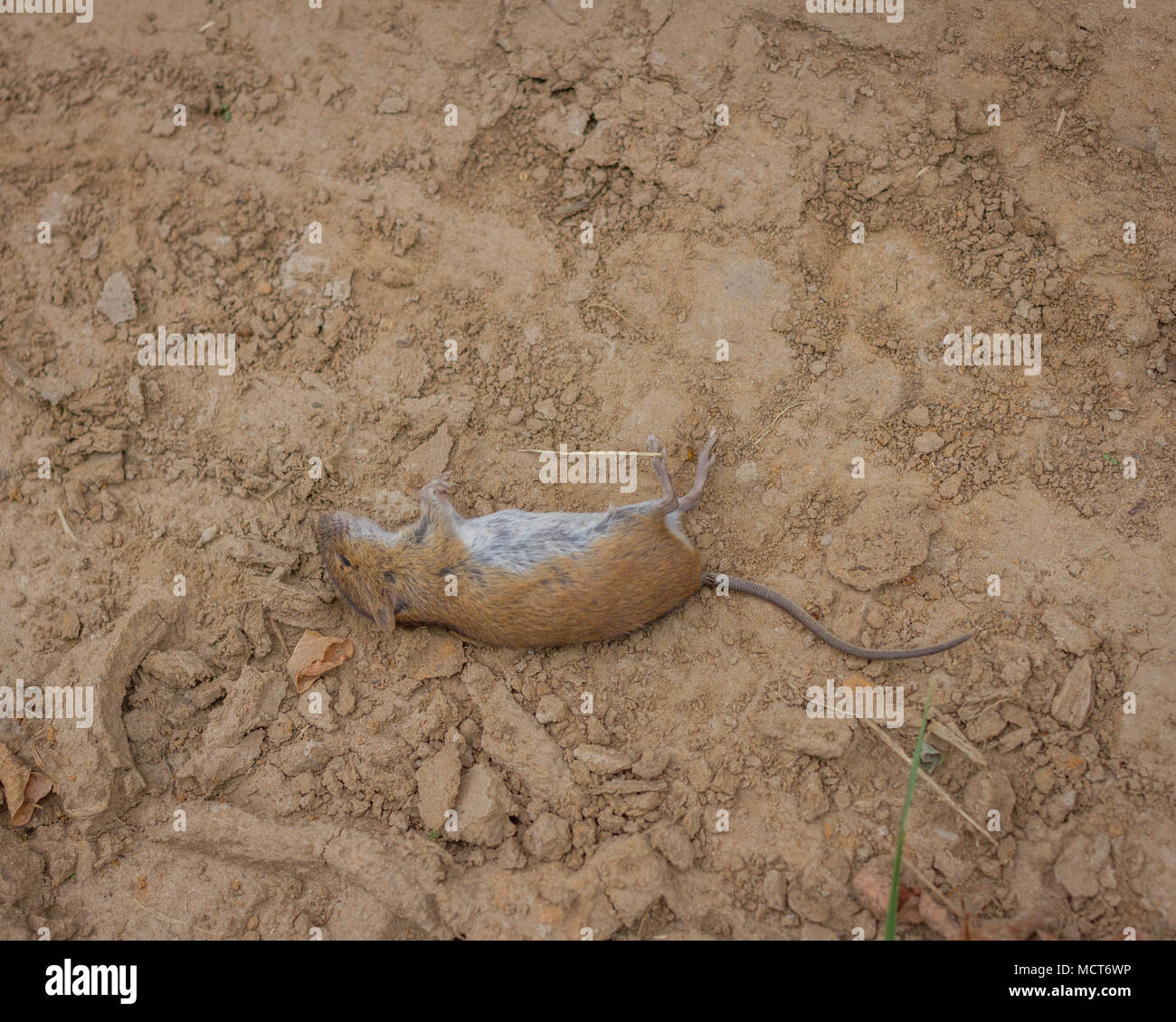 Eastern House Mouse - Mus musculus on the ground, brown background ...