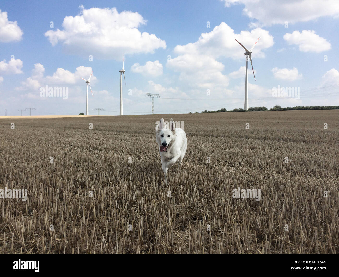 Wolf running towards camera hi-res stock photography and images - Alamy