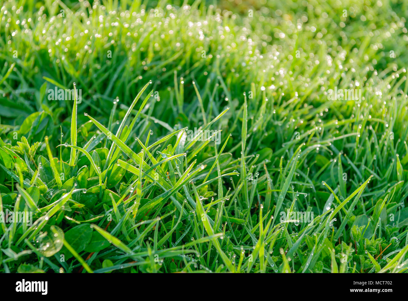 The beautiful sun light over the grass - natural scenery Stock Photo ...