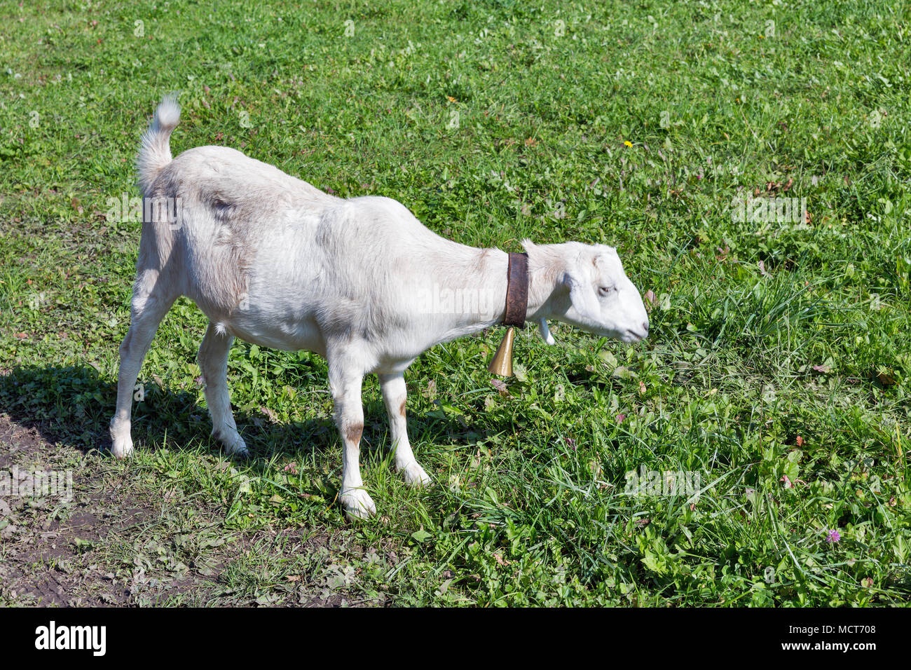 summer pasture with grazing white goat with a bell closeup Stock Photo ...