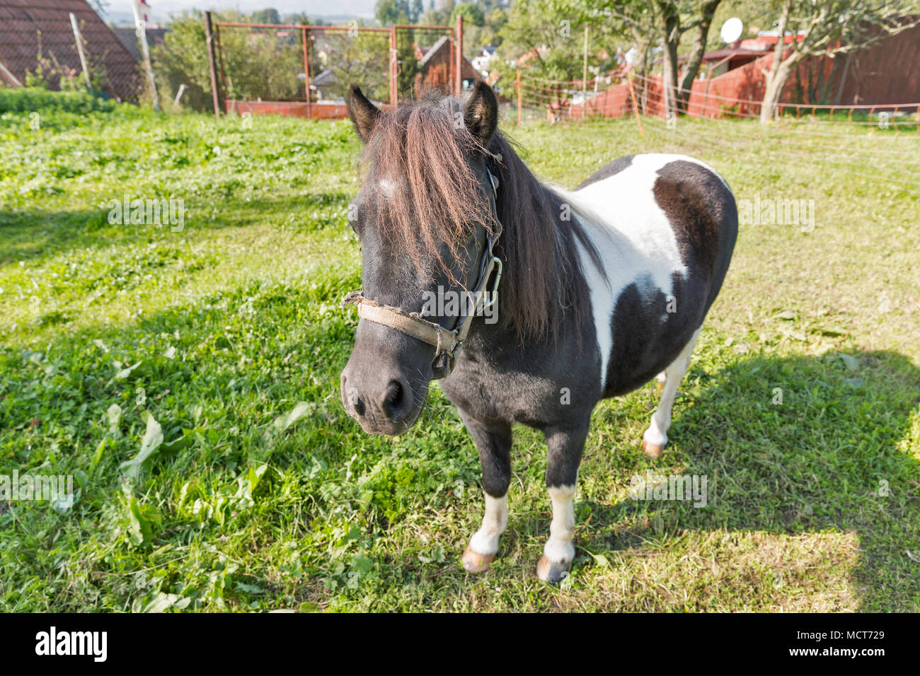 Beautiful miniature pony hi-res stock photography and images - Alamy