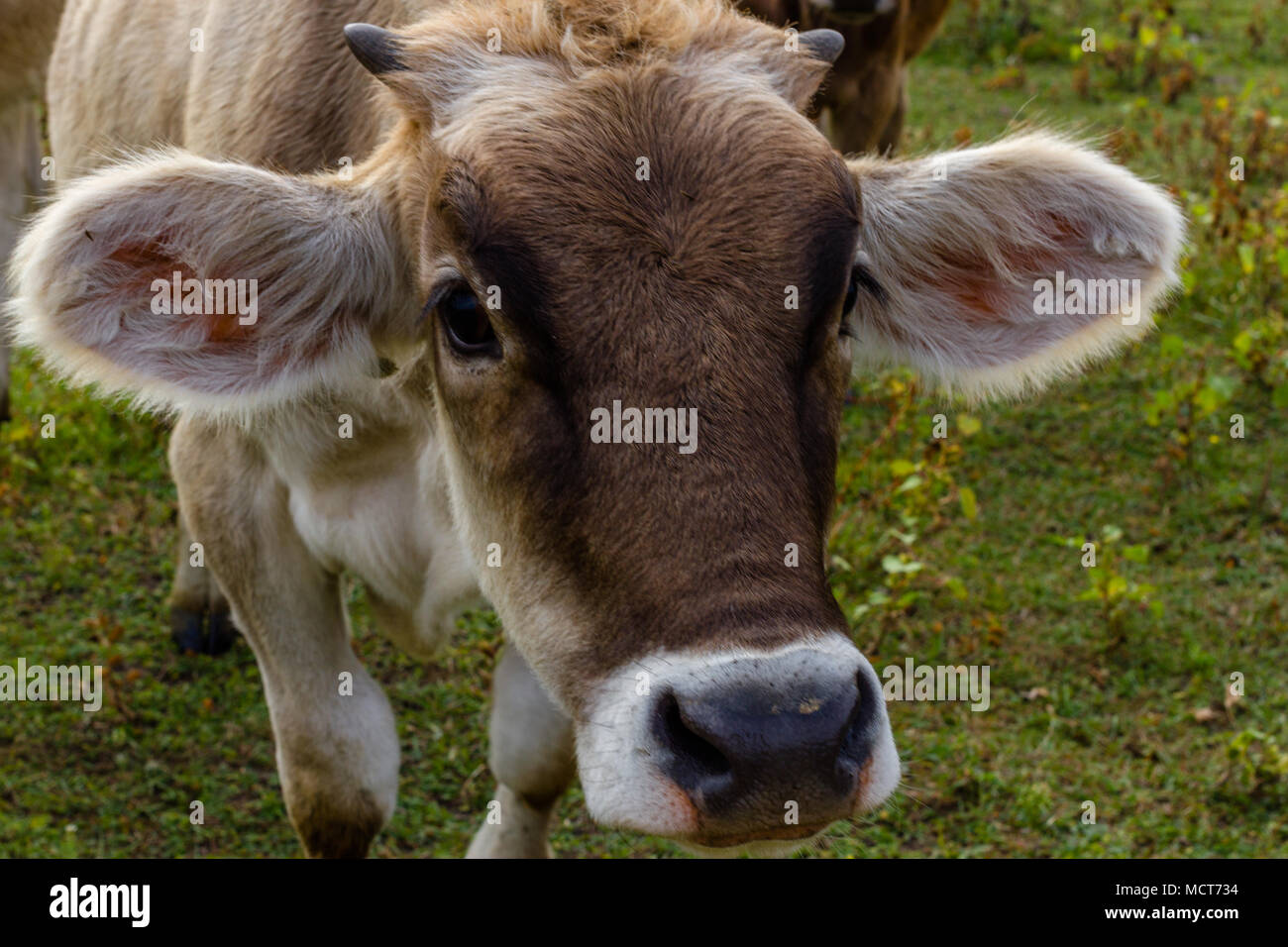 Young cow on the field in Ukraine. Farm grazing Stock Photo - Alamy