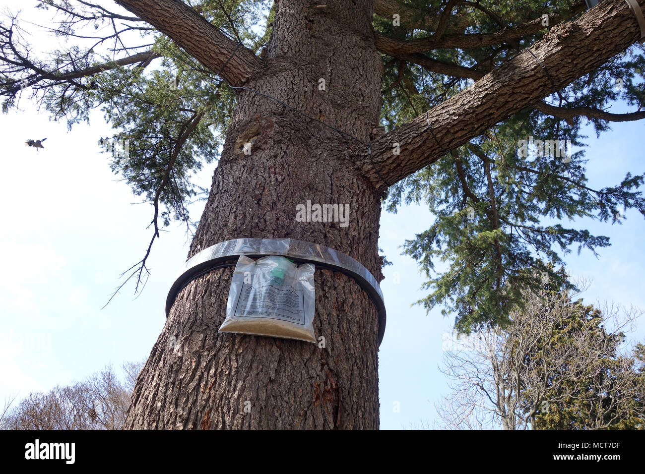 Pine tree trunk trap for the pine processionary caterpillar ...