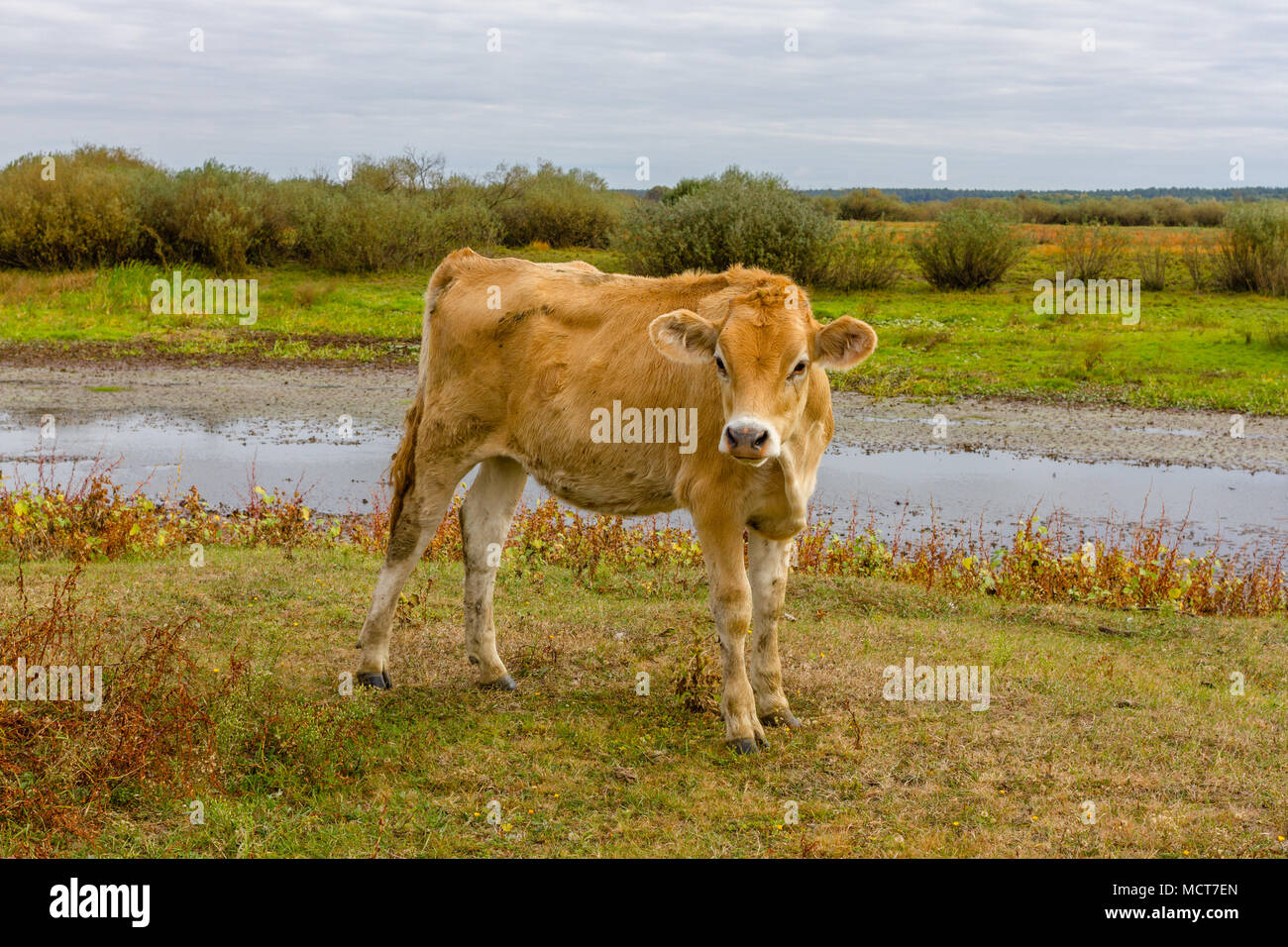 Young cow on the field in Ukraine. Farm grazing Stock Photo - Alamy