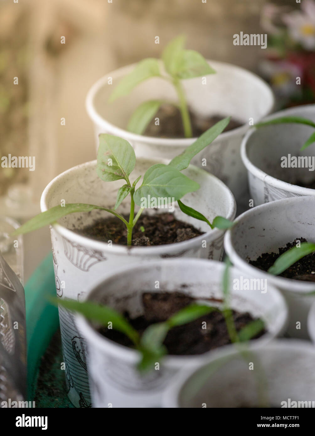 Pepper saplings hi-res stock photography and images - Alamy
