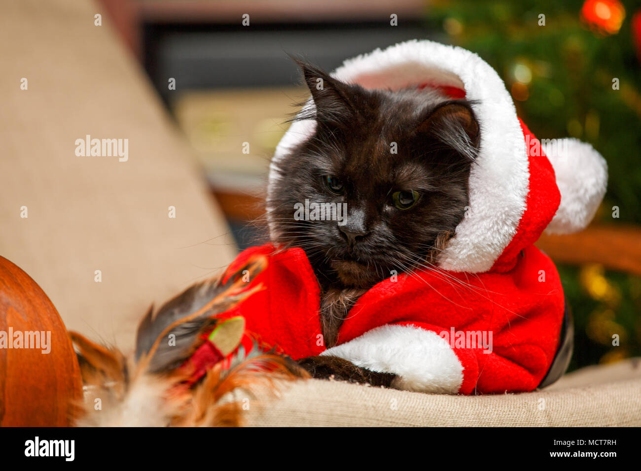 Festive portrait of black cat in Santa Claus costume Stock Photo - Alamy