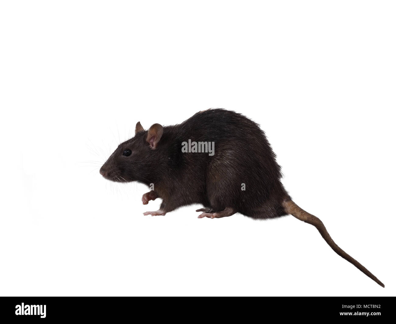 Big white rat hi-res stock photography and images - Alamy