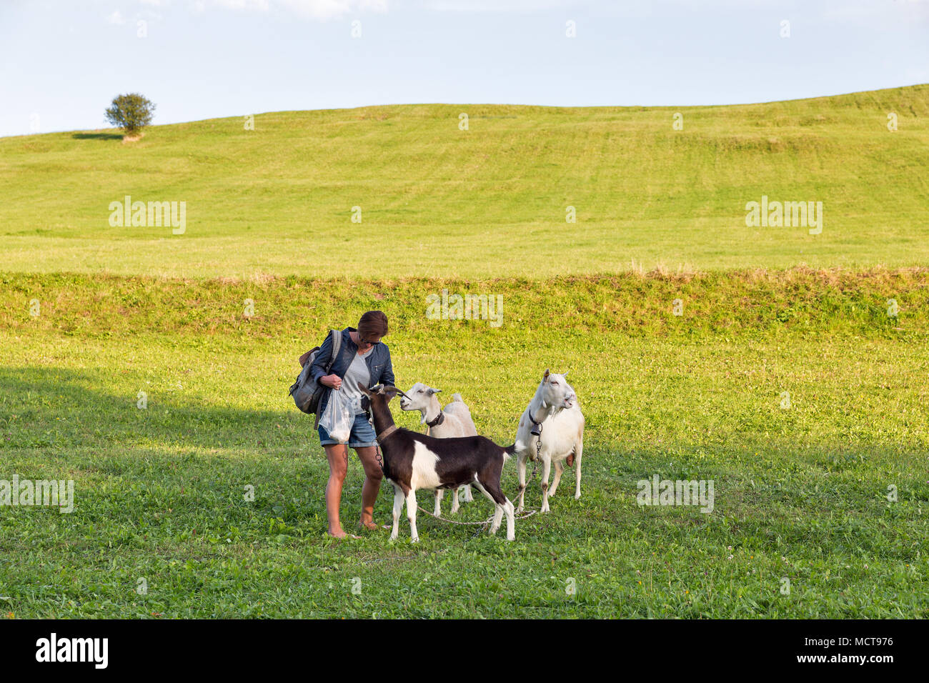 Two grazing goats hi-res stock photography and images - Alamy