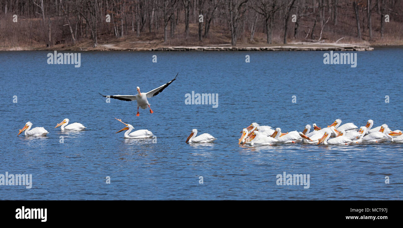 As it is about to crash land into a swimming flock of pelican, a flying ...