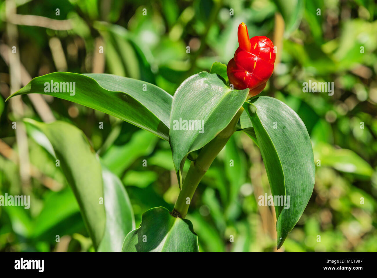 red flowering plant on the roadside of hana road maui hawaii Stock ...