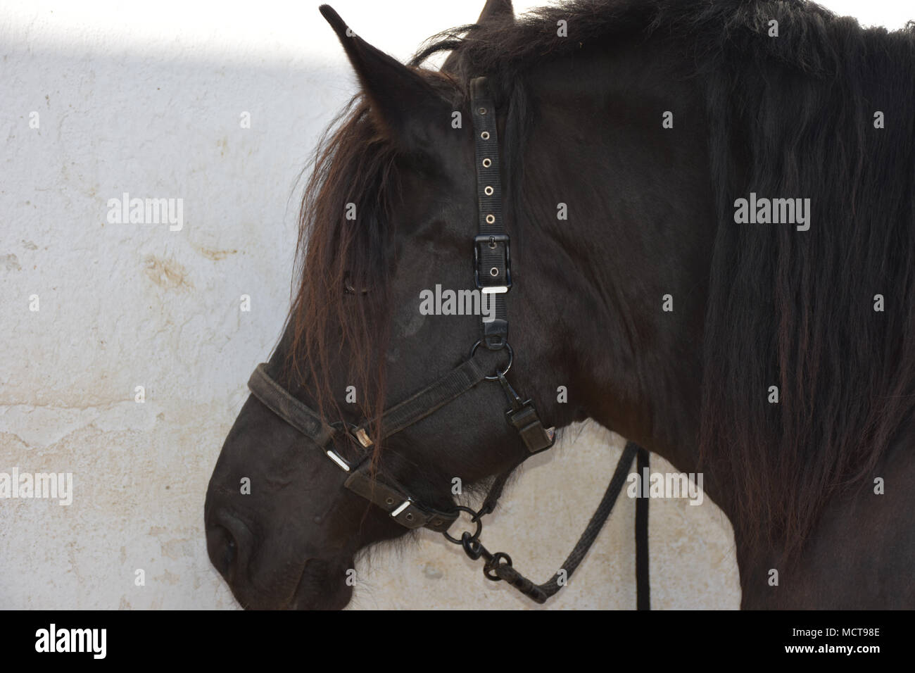 MURGESE HORSE. Italian equine breed of the Murge (Puglia, Italy), bred ...