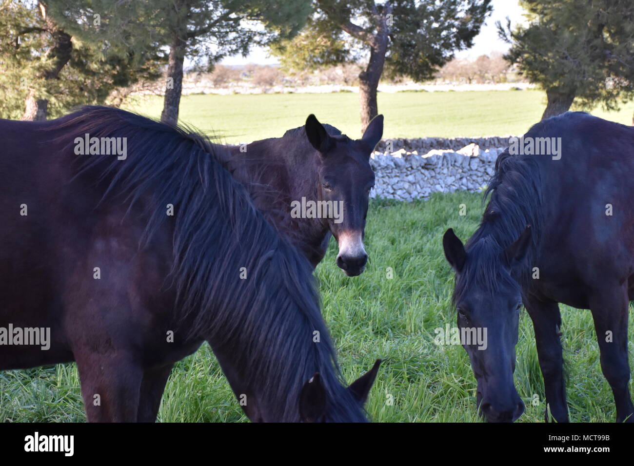 MURGESE HORSE. Italian equine breed of the Murge (Puglia, Italy), bred ...