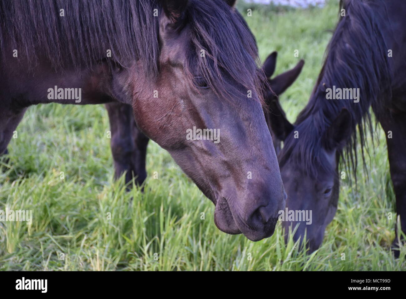 MURGESE HORSE. Italian equine breed of the Murge (Puglia, Italy), bred ...