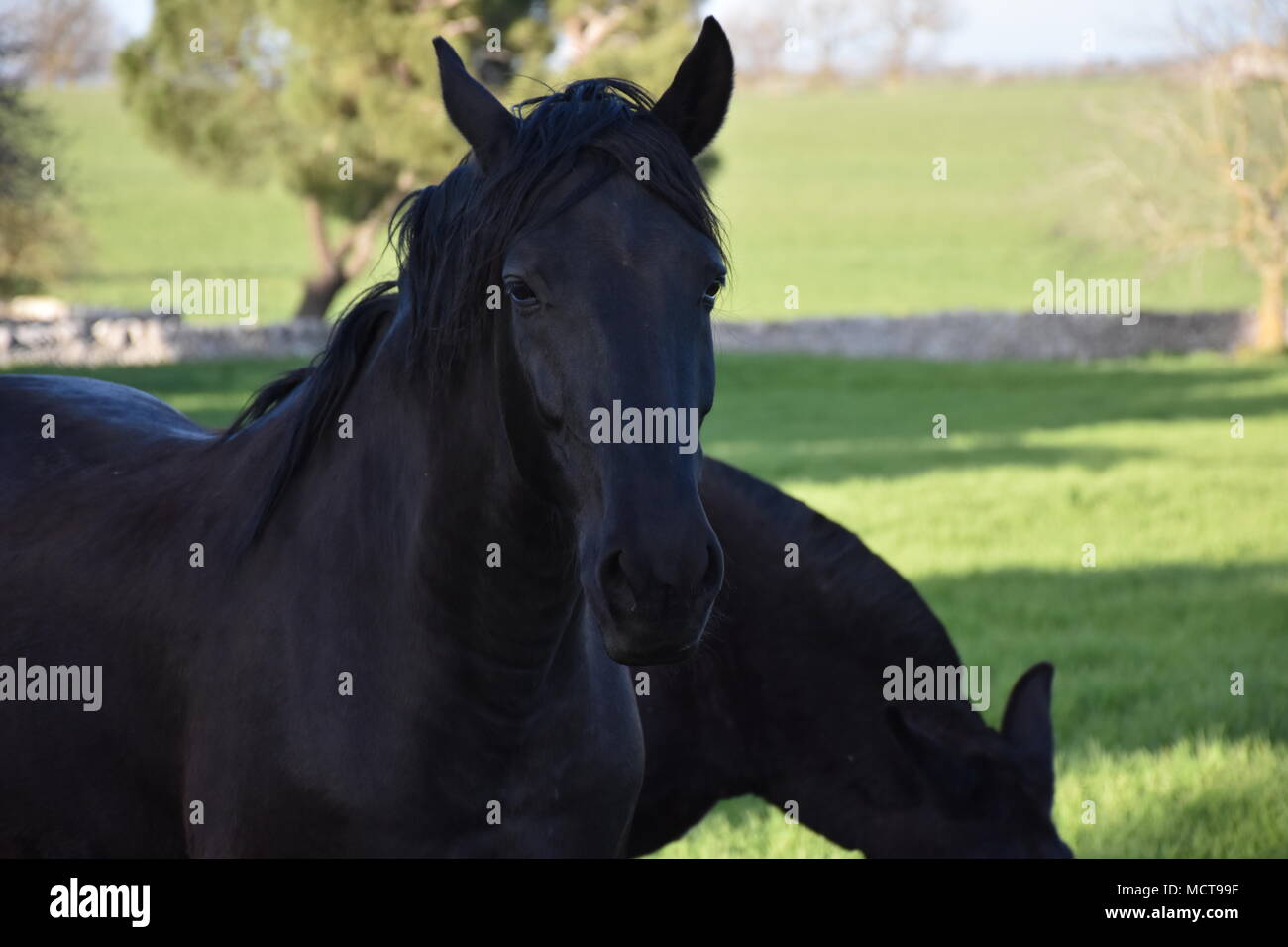 MURGESE HORSE. Italian equine breed of the Murge (Puglia, Italy), bred ...