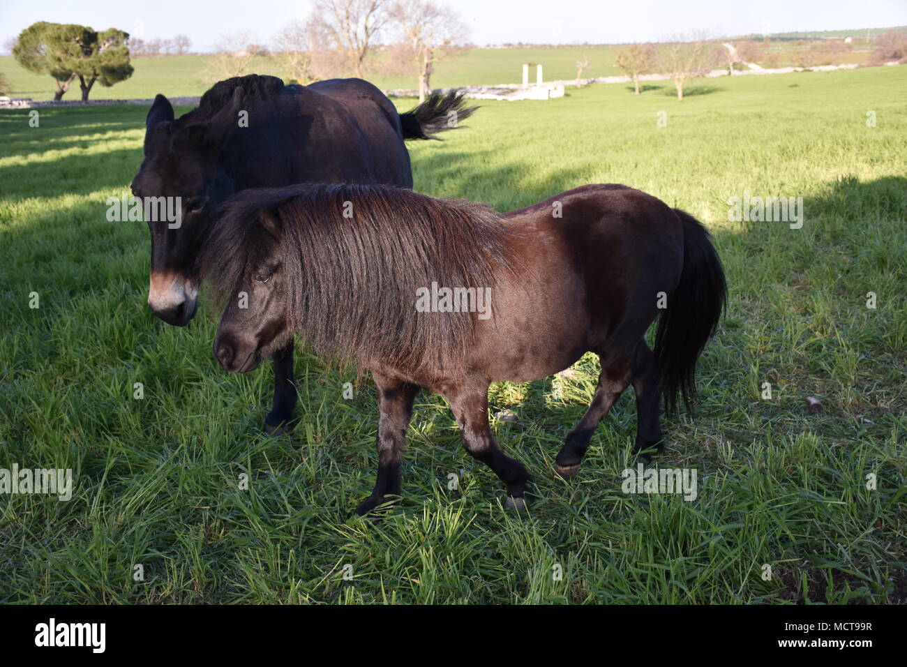 MURGESE HORSE. Italian equine breed of the Murge (Puglia, Italy), bred ...