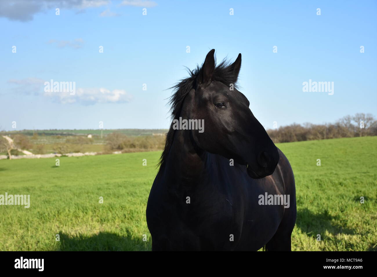 Murgese hi-res stock photography and images - Alamy