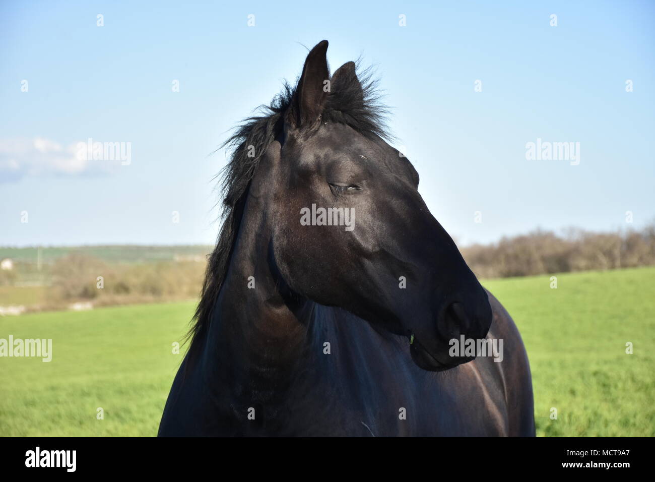 MURGESE HORSE. Italian equine breed of the Murge (Puglia, Italy), bred ...