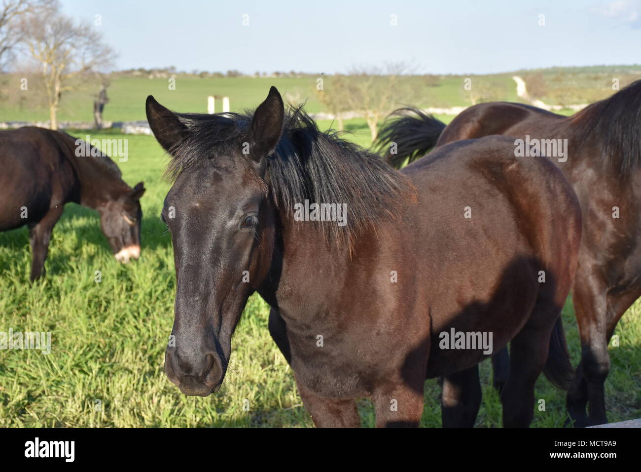 MURGESE HORSE. Italian equine breed of the Murge (Puglia, Italy), bred ...